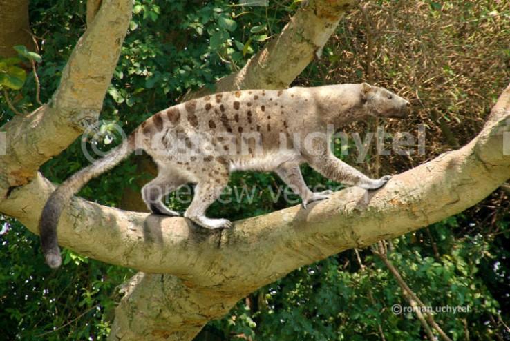 Los animales en la prehistoria: Animales prehistóricos con la letra A