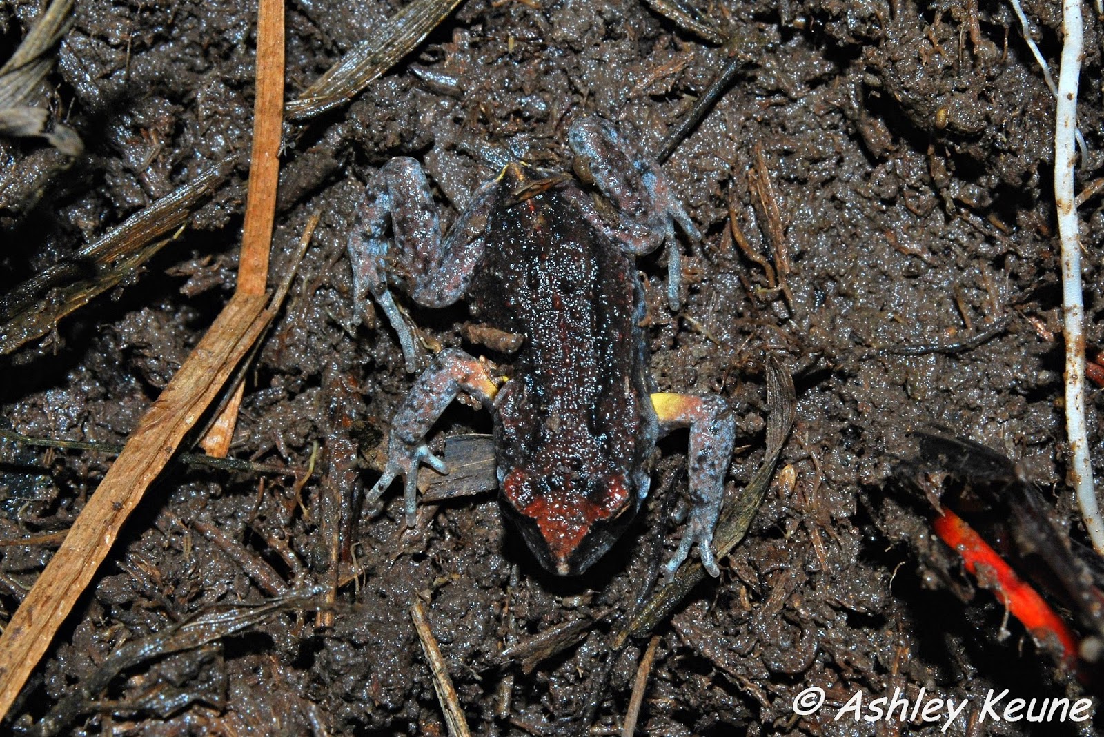 Australian Frogs Photography: KEUNEA PHOTOGRAPHY: Good Variety of Frogs ...