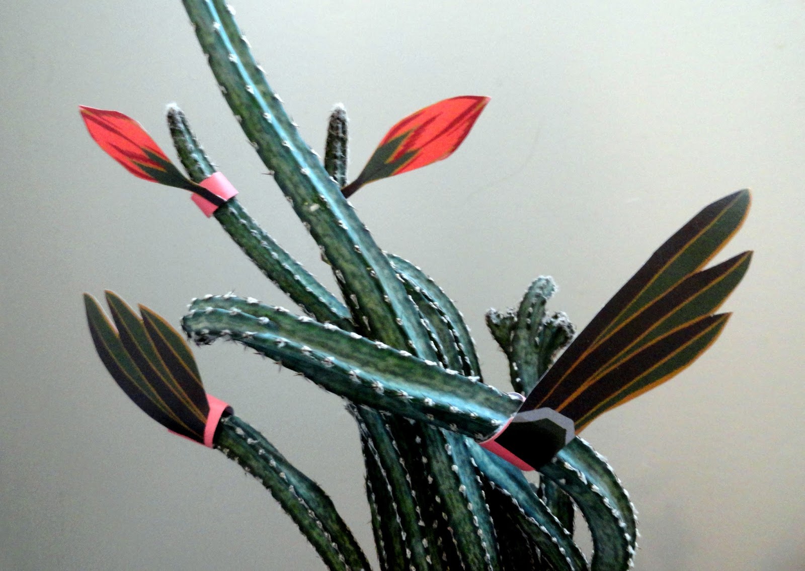 danger garden: My new (strange) Cactus hybrid...