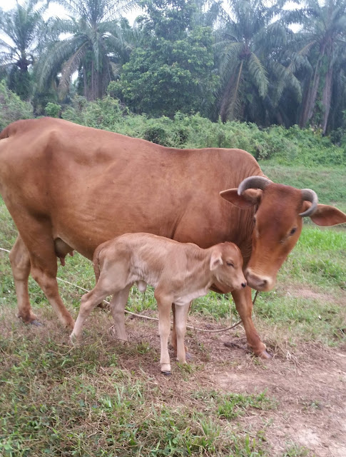 Warisan Petani: Ternakan Lembu 6