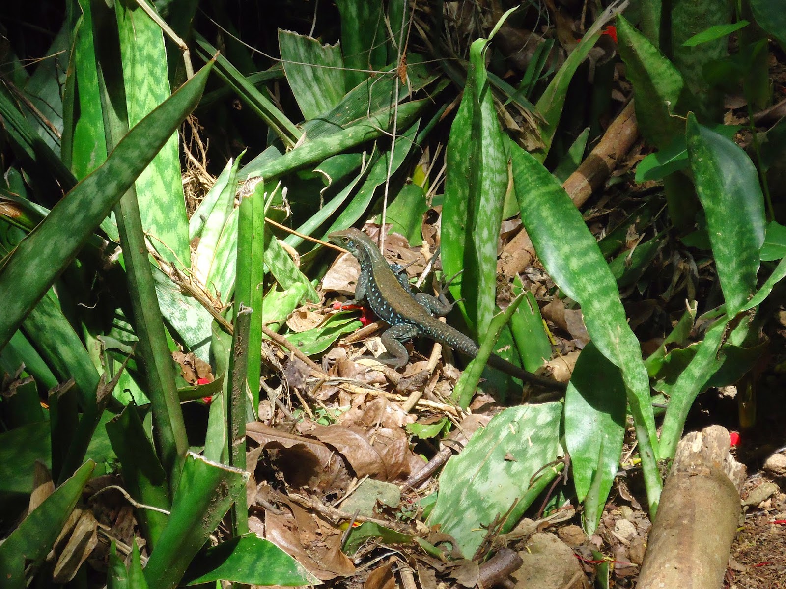 Wanderlusting: Living in Roseau