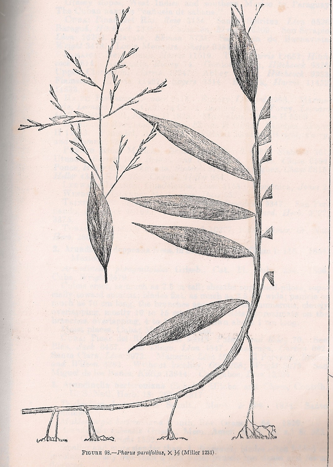 PLANT FAMILIES OF PUERTO RICO AND FLORIDA PAPO VIVES: POACEAE PHAREAE ...