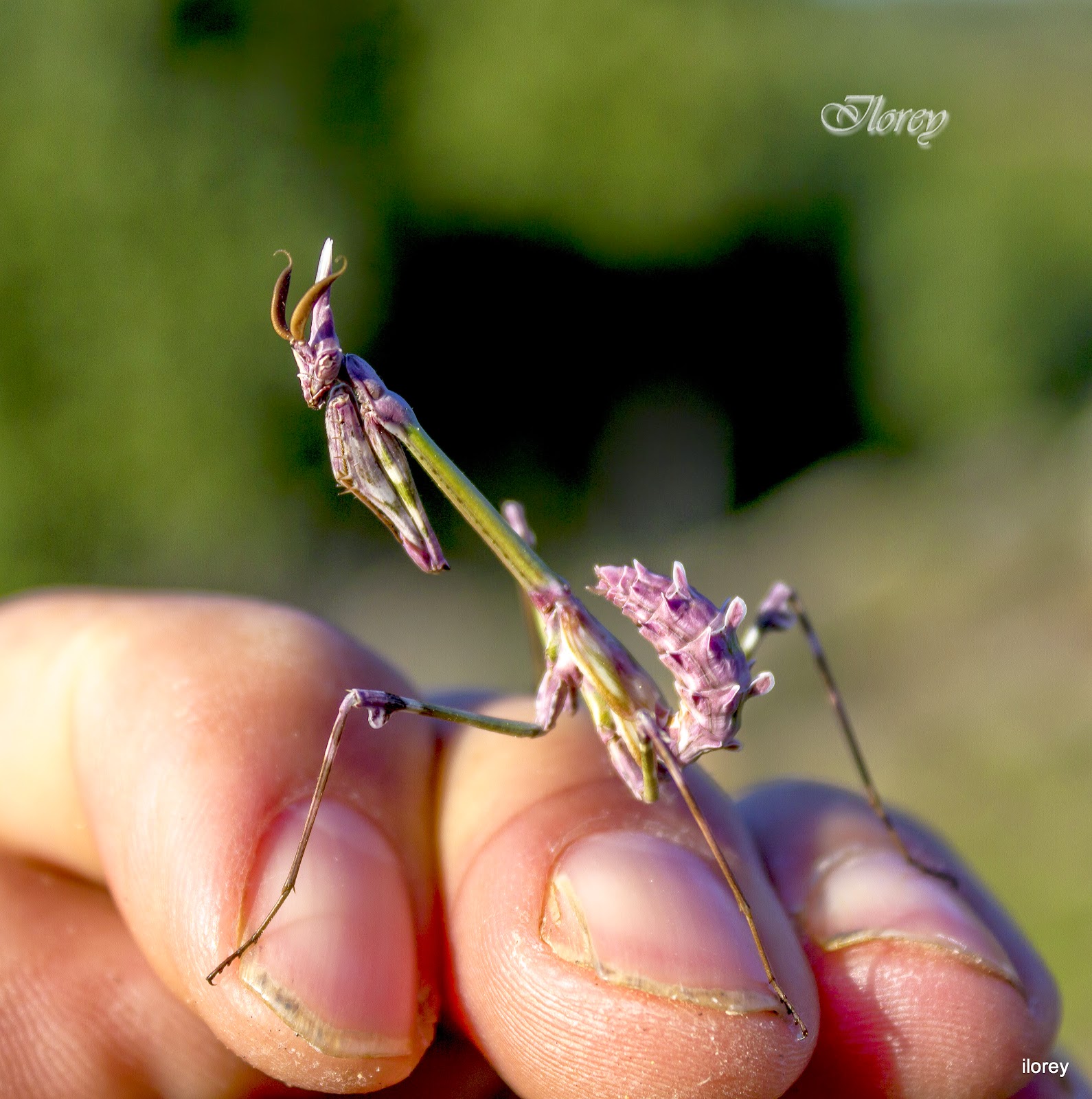 Ilorey artesanía en madera: Mantis religiosa (Ilorey)
