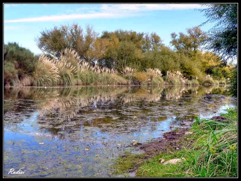 . R O D I S I .: Arroyo Blanco…