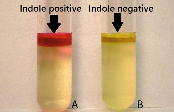 Uji Aktivitas Biokimia Mikroorganisme dan Gula Sebagai Sumber Energi ...