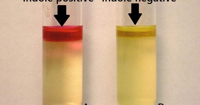 Uji Aktivitas Biokimia Mikroorganisme dan Gula Sebagai Sumber Energi ...