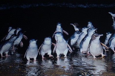 Mike & Trice's Travels: Port Albert, Coronet Bay, Melbourne, Sunbury.