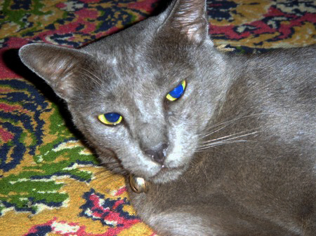 Raas cat - Alchetron, The Free Social Encyclopedia