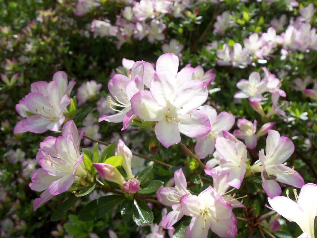 Orange explains it all: National Arboretum Azalea Collection