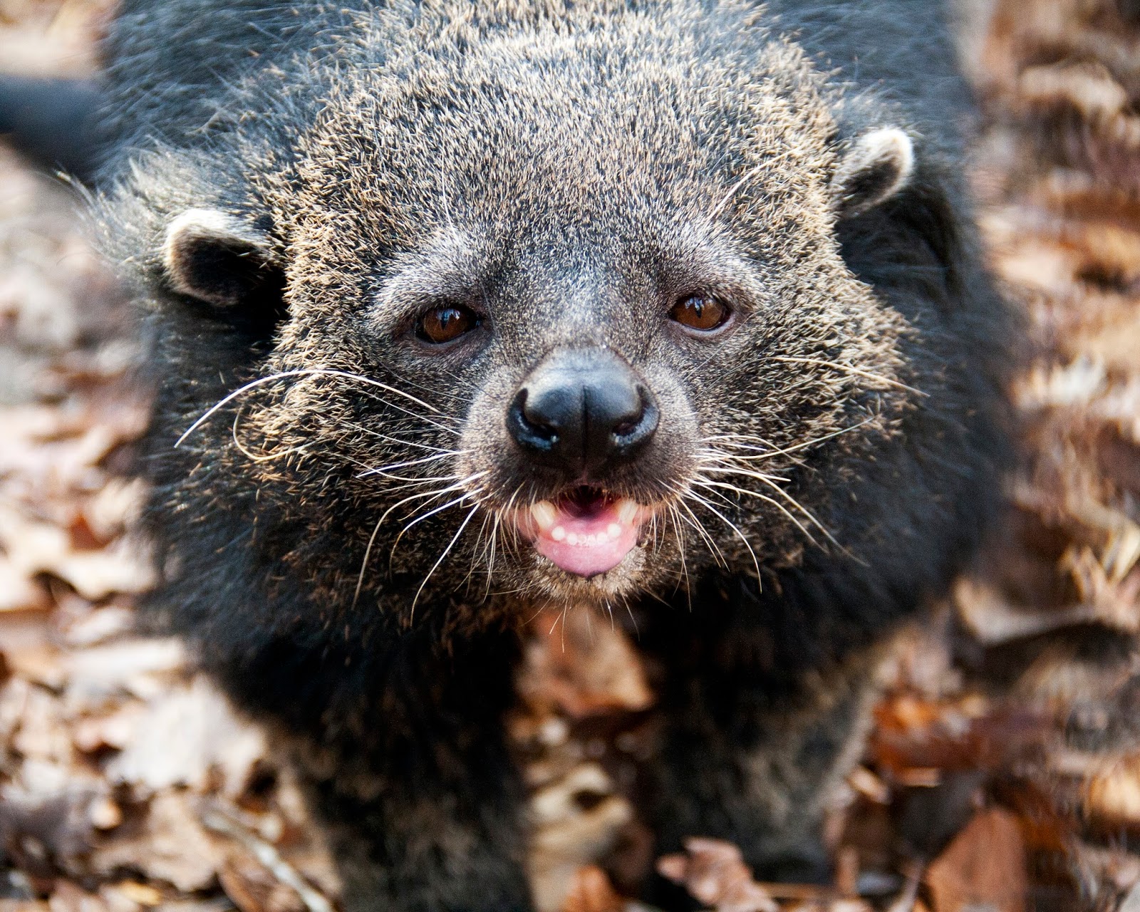 Cute Animal Feature - Popcorn Scented Binturong | Fun Animals Wiki ...