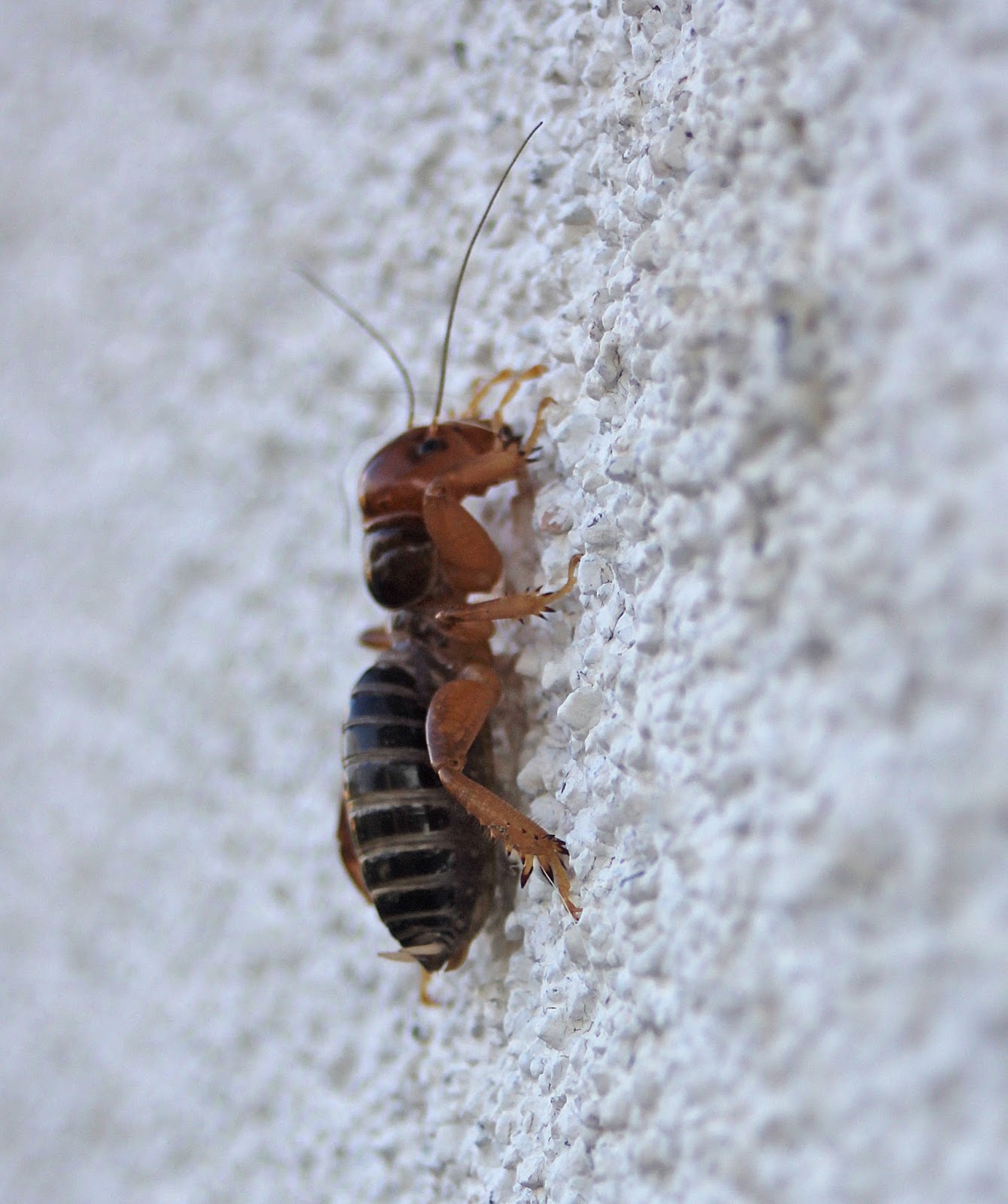 La Cresta Critters: Jerusalem Cricket