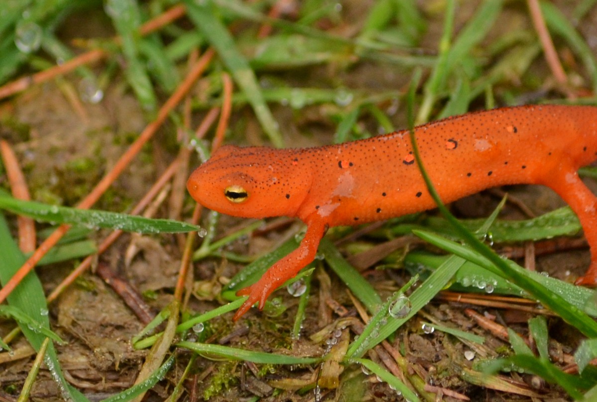 Woods Walks and Wildlife: Efts on a Dewy Morning