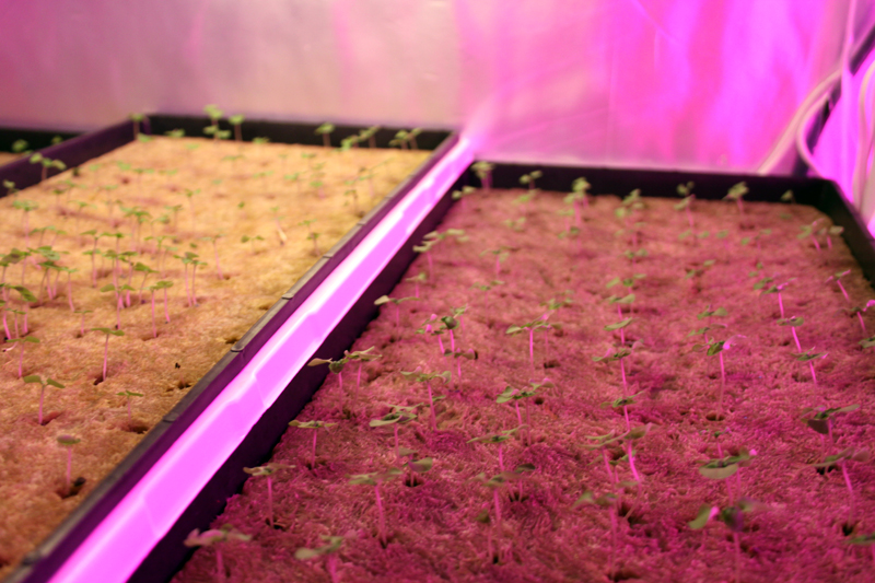 Freight Farms - shipping container hydroponic farming systems