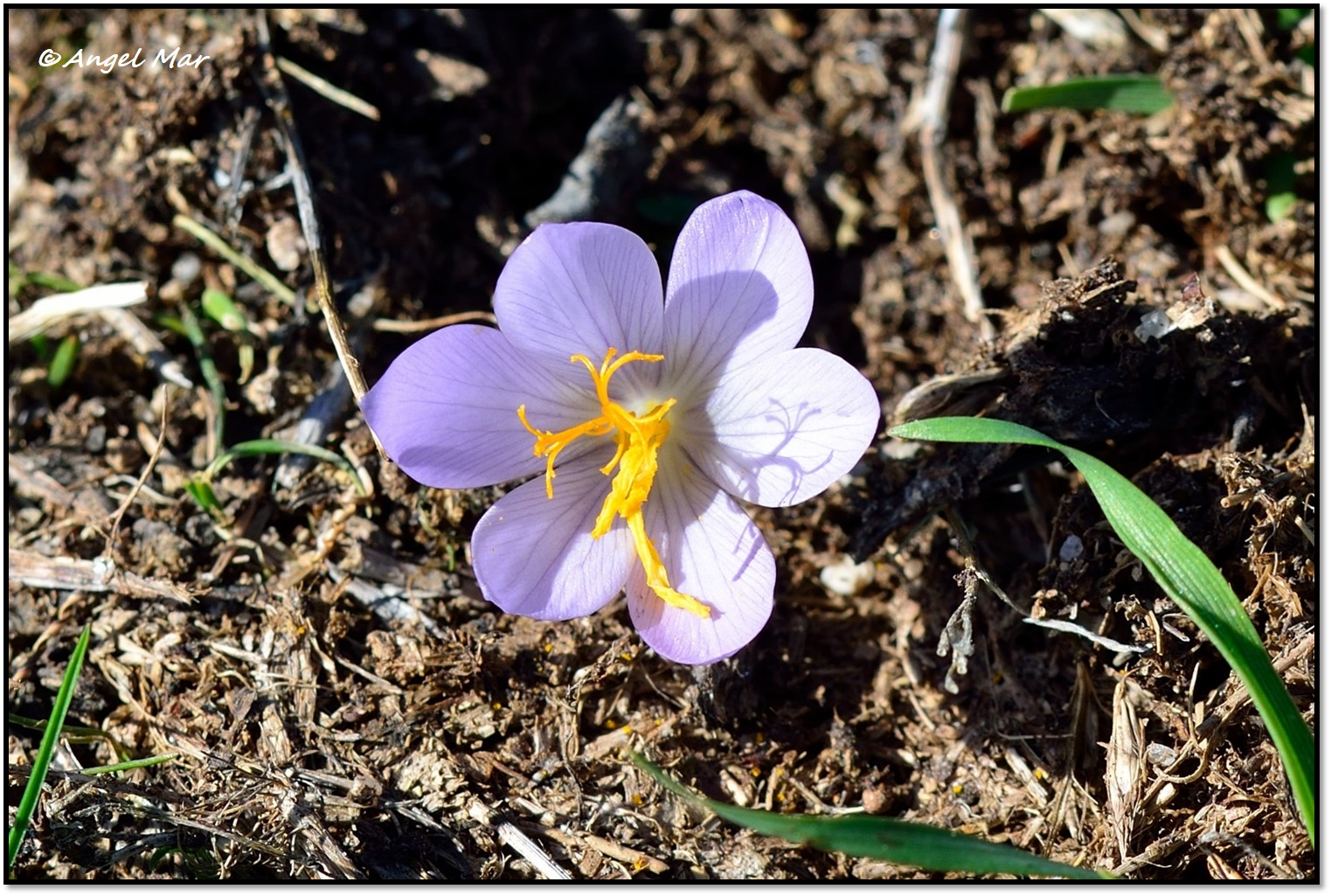 Flores y Bichos ***: Crocus serotinus (Azafrán de otoño - Autumn crocus)