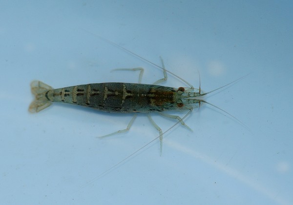 Fächergarnelen: Fächergarnelen Hotspot Guadeloupe