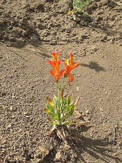 especies chilenas: La Flor de Gallo (Alstroemeria ligtu)