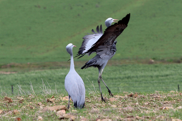 Blue Crane Bird Facts And Pictures | All Wildlife Photographs