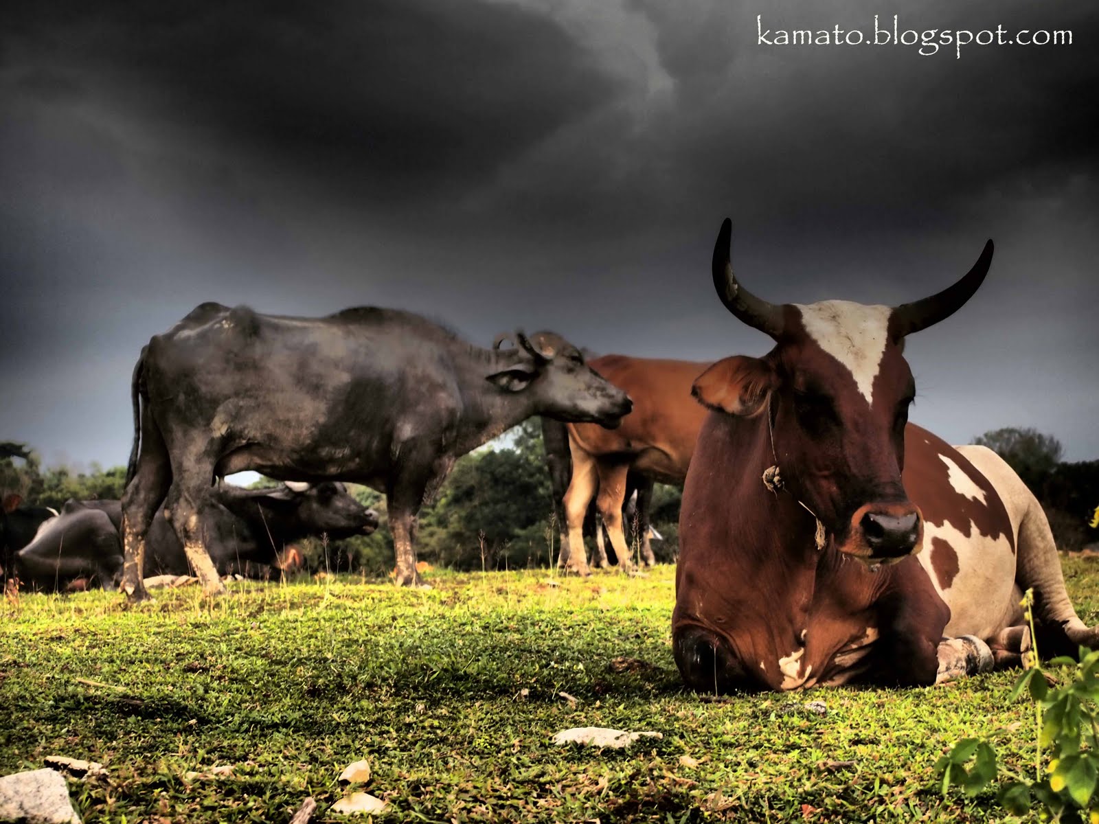KAMATO: Lembu dan Perumahan