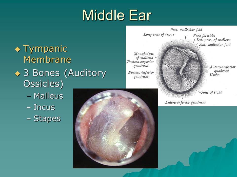 Dentistry: Facial Anatomy