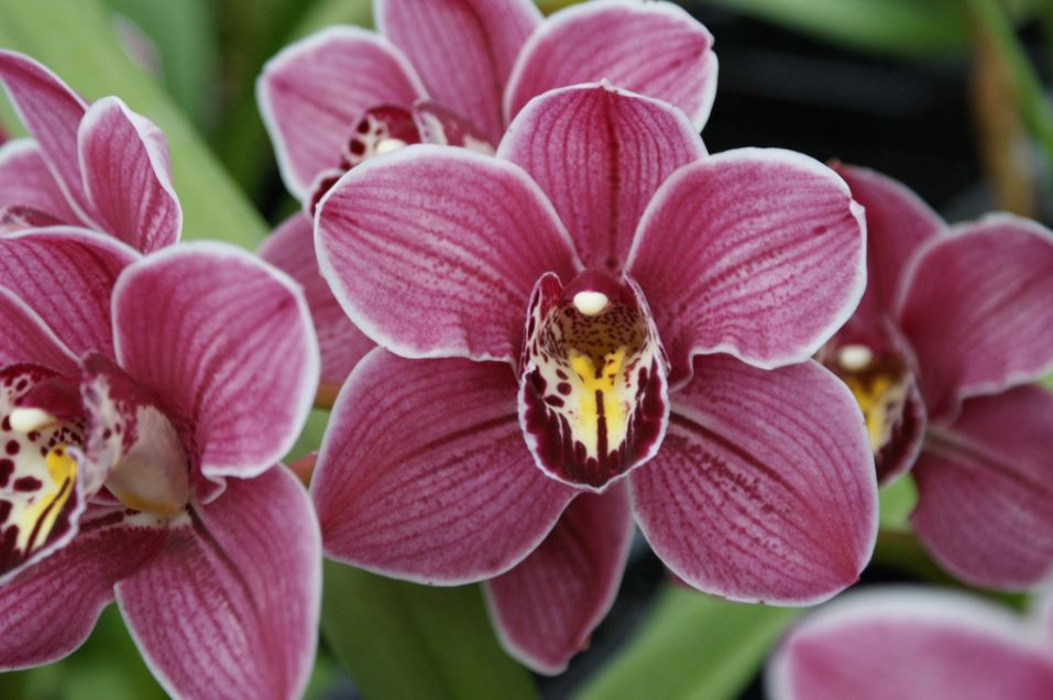 Gorgeous Wire Wrapped Orchid Pendant Tutorial / The Beading Gem