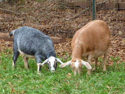 5 Acres & A Dream: Random Goat Shots