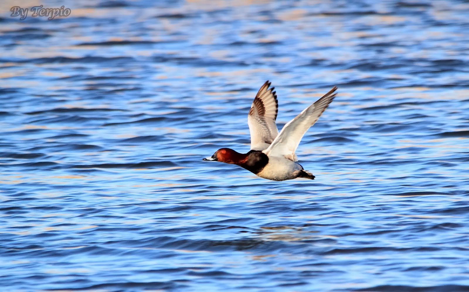 Viajes, Salidas, Naturaleza, (Fotografía).: Porrón Común (Aythya Ferina).