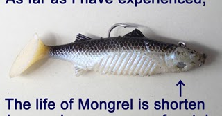 SECRET BARRAMUNDI by Hiro Nakamura: Squidgy Pro Mongrel How to plolong ...