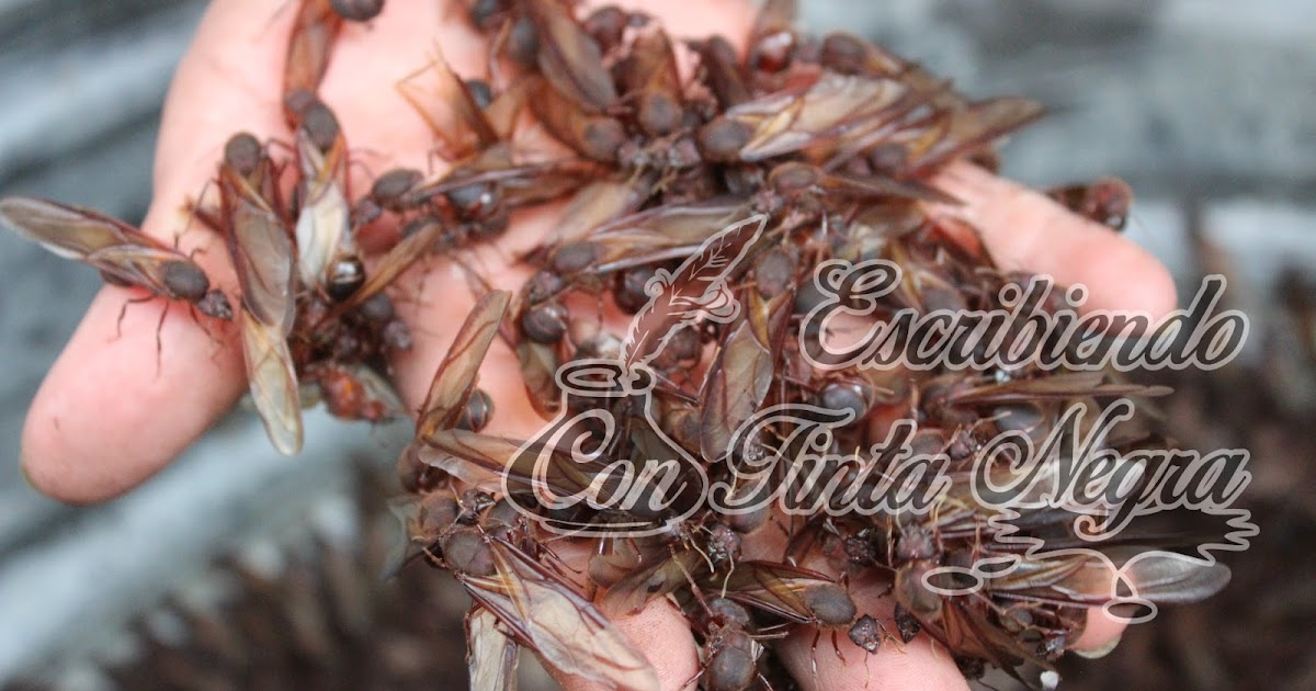 Escribiendo con "Tinta Negra": INICIA TEMPORADA DE CHICATANAS