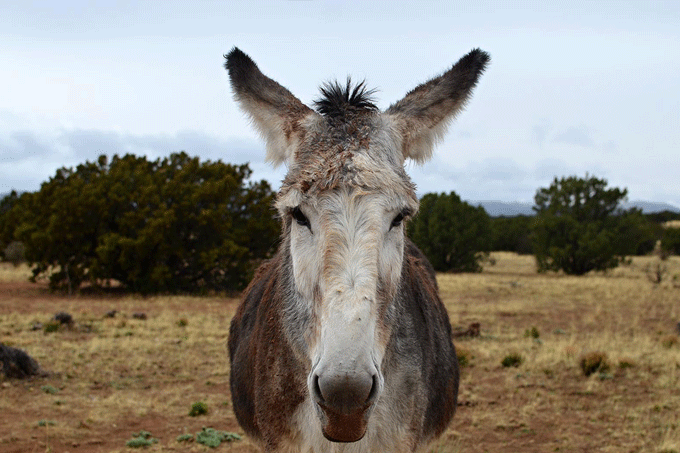 The 7MSN Ranch: Greetings from the Easter Donkey