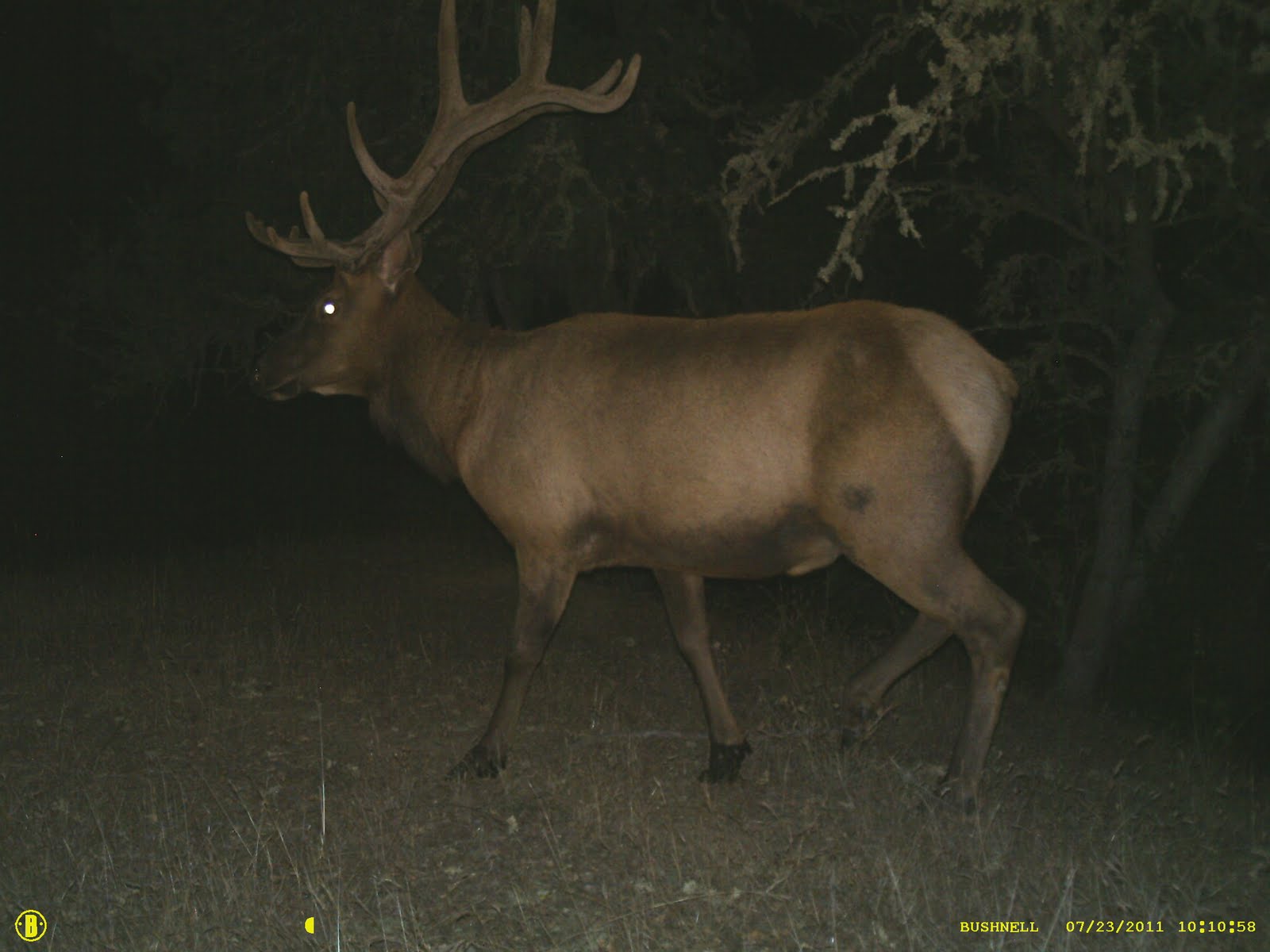 sideroadtravels: nocturnal elk