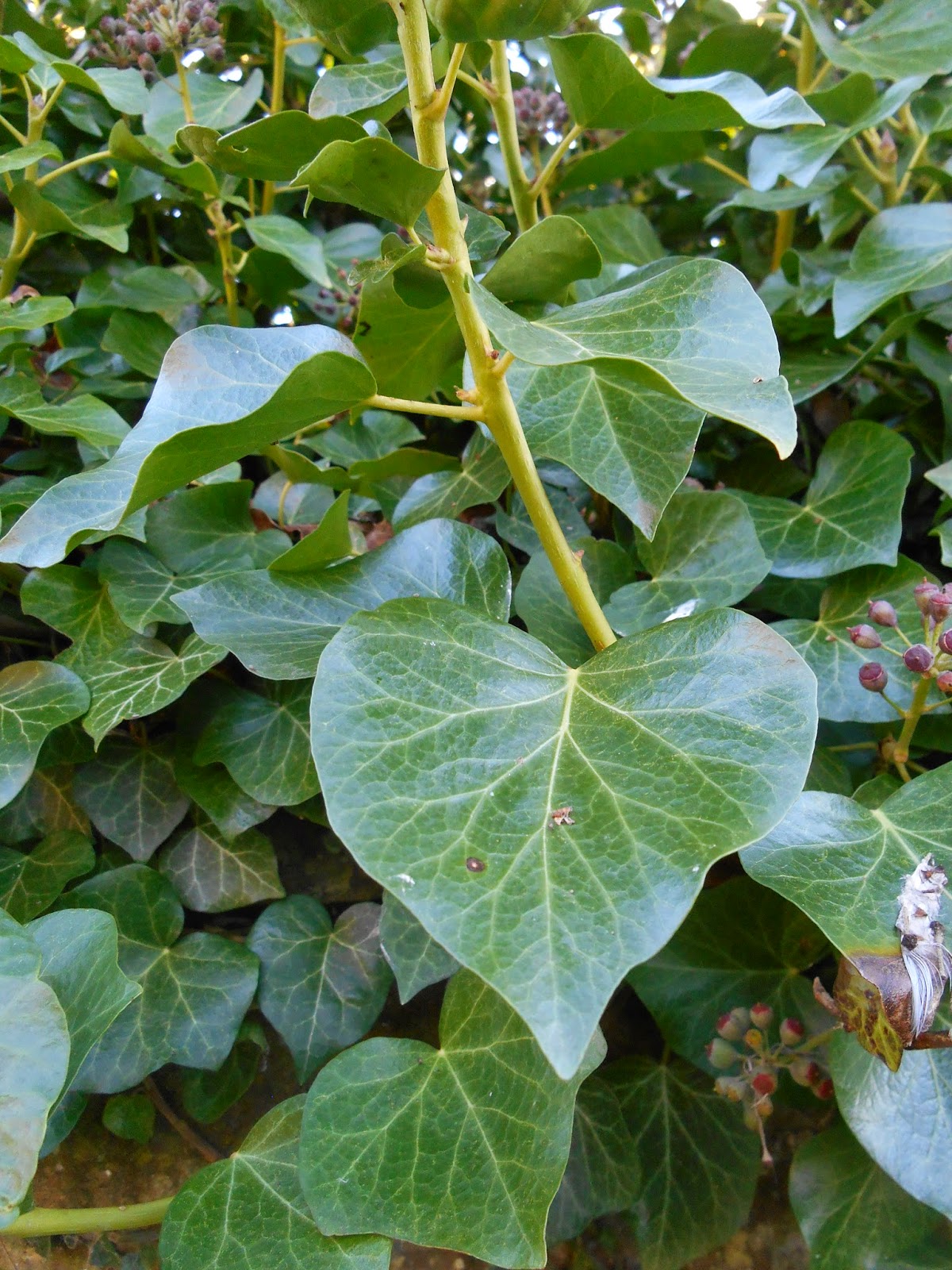 Tony's Blog: Ivy: strictly for hederophiles