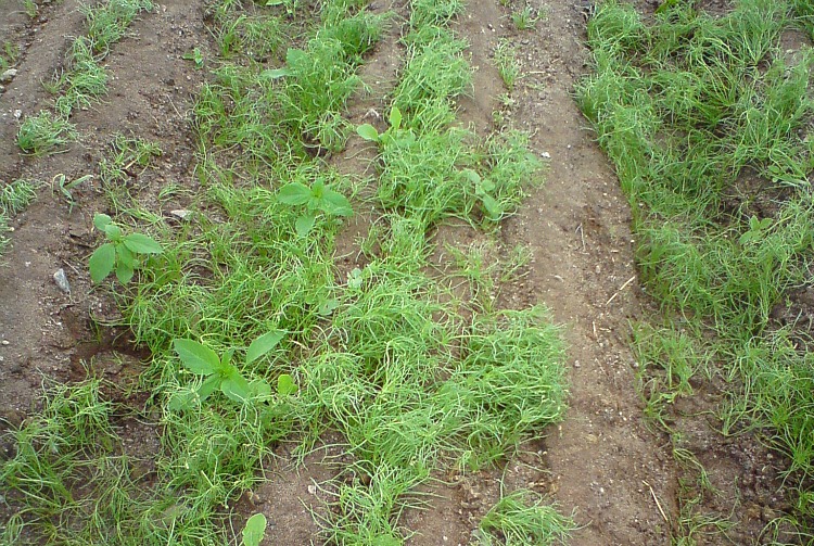 Grønns(m)ak: Kampen mot ugress vinner du nå