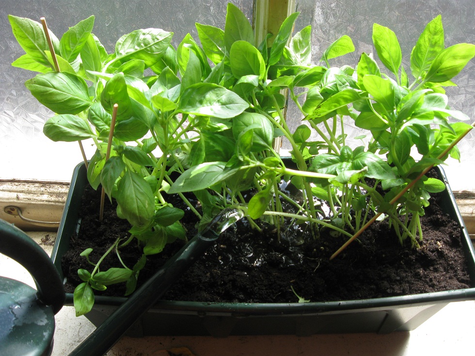 PastaPesto - zelf basilicum kweken