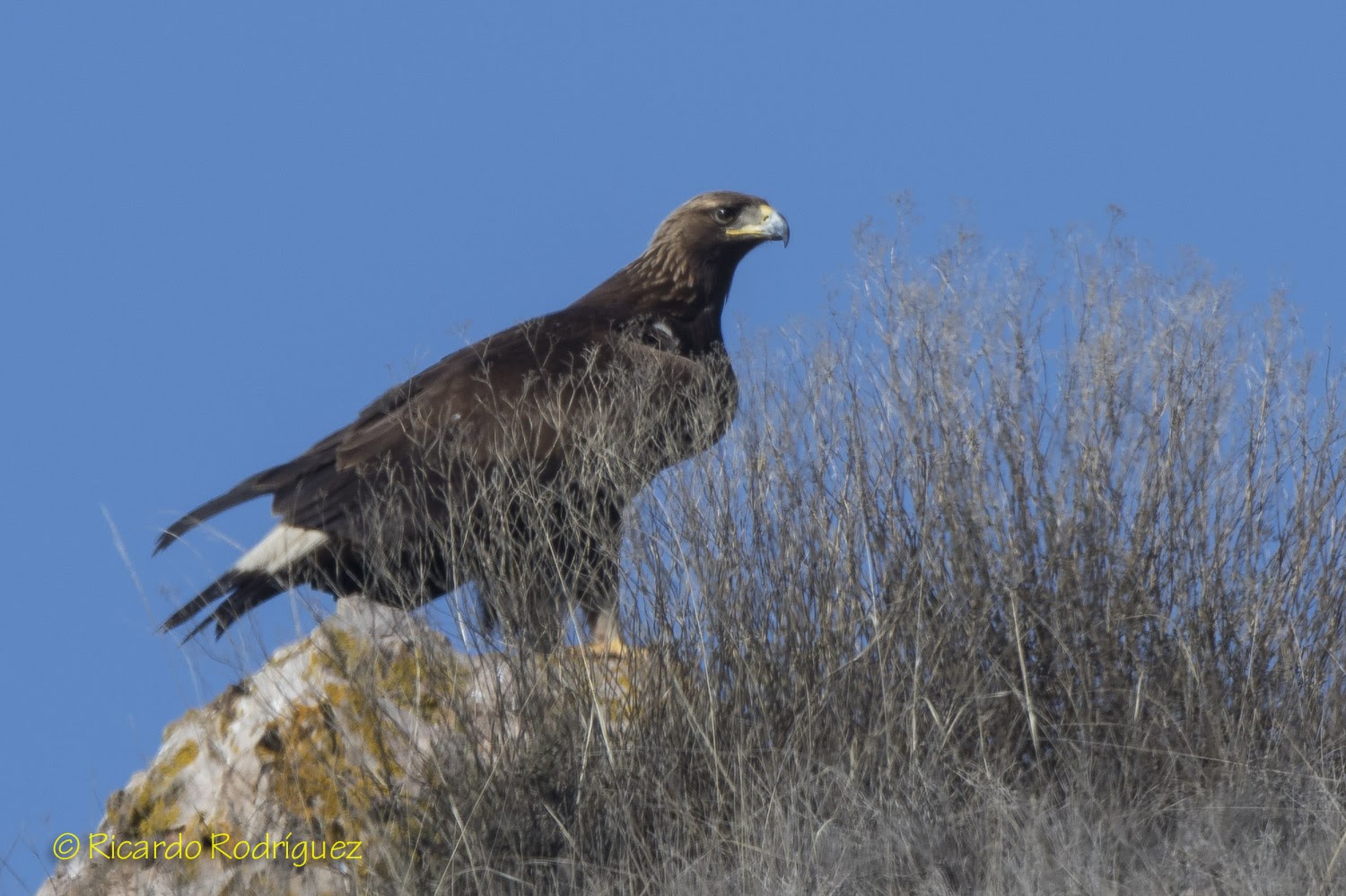 Aves Ricardo Rodriguez: Águila real (Aquila chrysaetos) en Navarra.