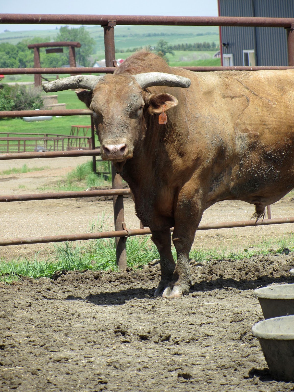 SNOTITUDE Bucking Bull Blog: June 2013