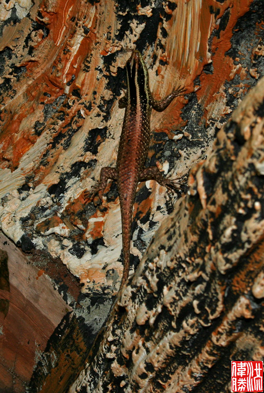 Borneo - Striped Bornean Tree Skink