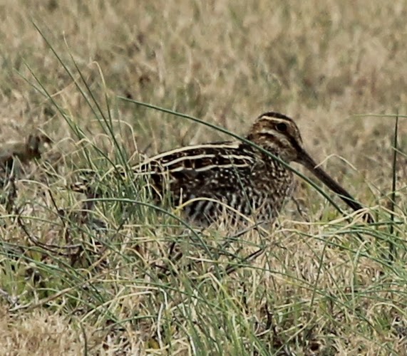 Beth's Blog: Back at the Beach House - Another Wilson's Snipe!