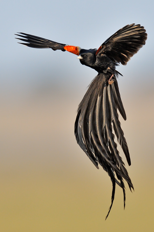 Eric Landsberg Wildlife Photography: Long-tailed Widowbird