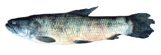 Artes de Pesca: VAMOS A PESCAR TARARIRA