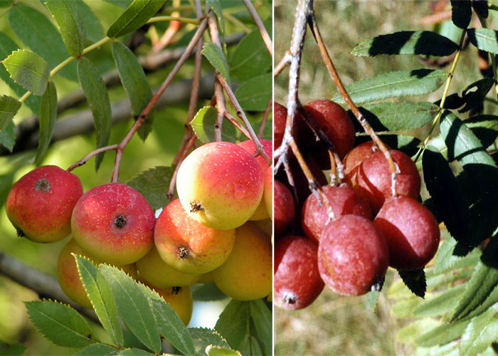 Üvez nedir ne demektir? Anlamı - Laf Sözlük