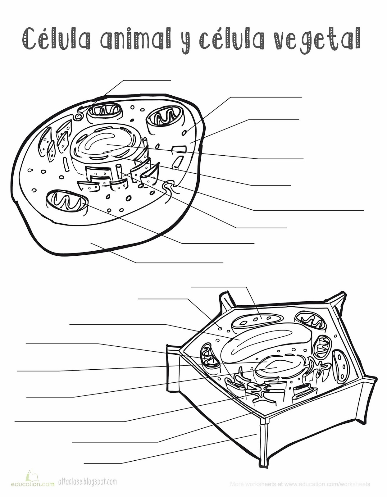 Célula animal y célula vegetal ~ Alta Clase