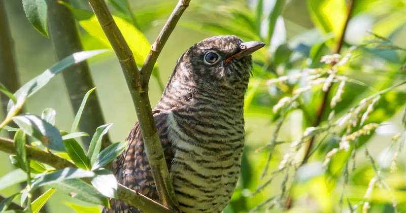 Phil Cull Wildlife Photography: July 2018 The awsome Juvenile Cuckoo