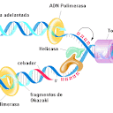 El Dogma Central de la Biología Molecular