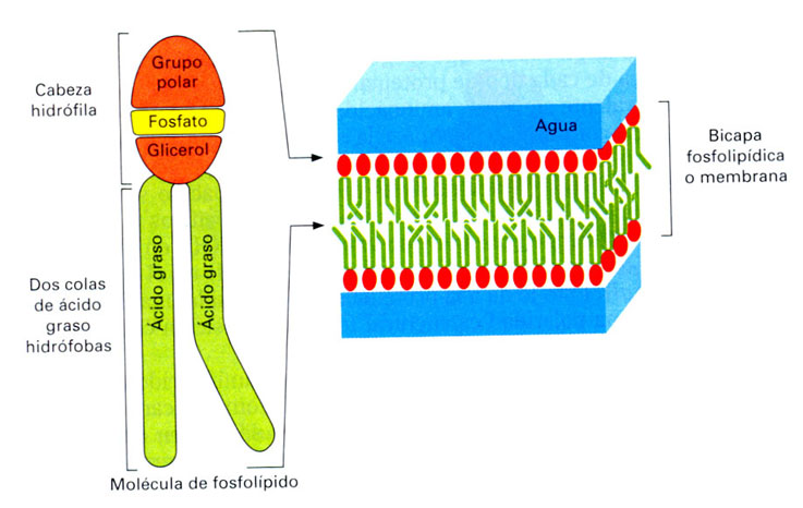 Biología 2º Bach.: Introducción a la citología (estructura) y ...