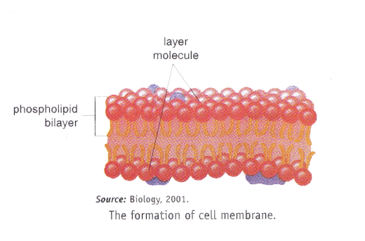 Structure And Function Of Cell Membrane - New Science Biology