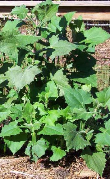 Katalog Produk, Silakan Klik!: Bibit Pohon Insulin & Yakon