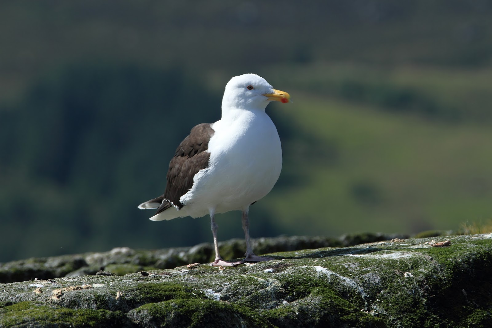 Okular: Fuglar ved havet