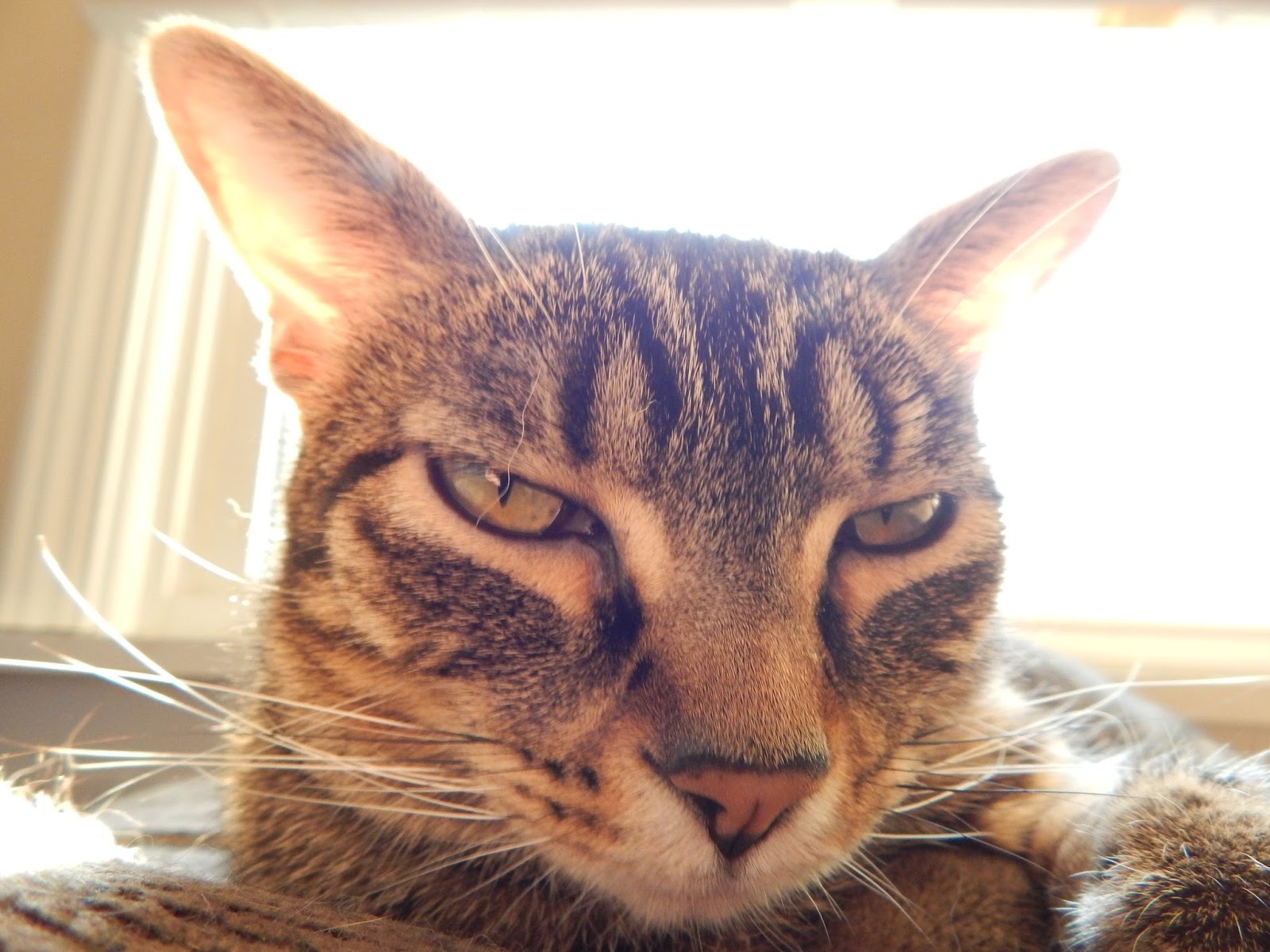 Four-Legged Furballs: Grumpy Sunday