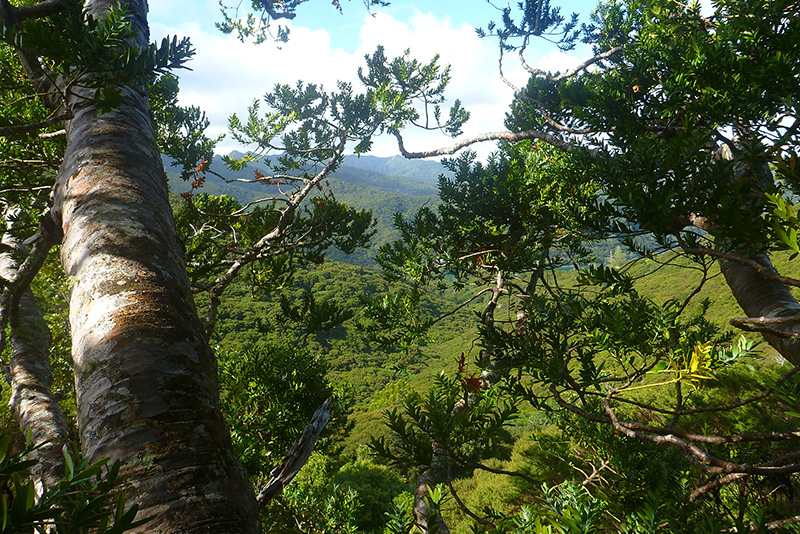 The Adventures of S/V Silhouette: Time Out for Great Barrier Island