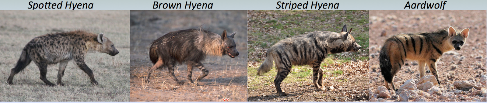Striped Hyena Vs Spotted Hyena